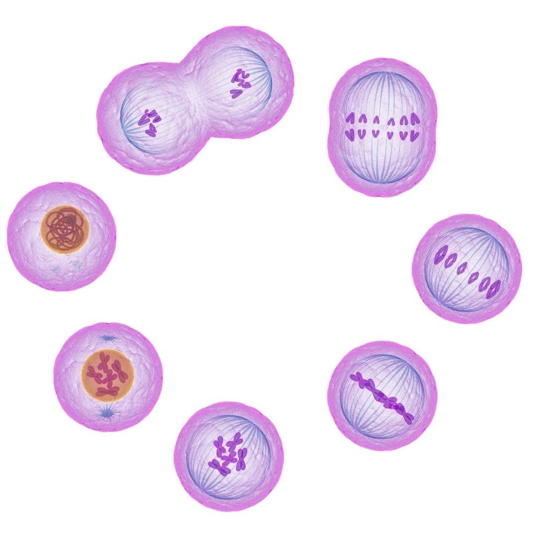 Pembelahan Sel Mitosis Bagaimana Tahapannya 