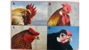 Apa Itu Atavisme? - Kelas Biologi